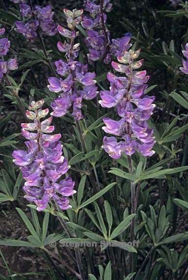 Lupinus arbustus