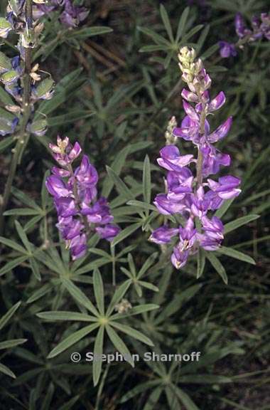 Lupinus arbustus
