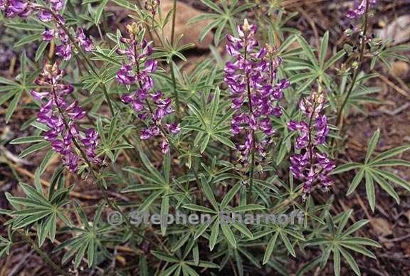 Lupinus arbustus