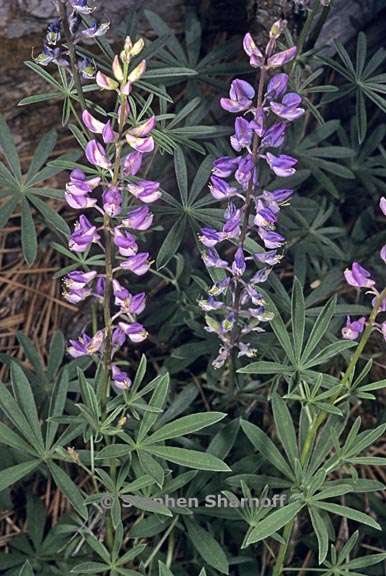 Lupinus arbustus