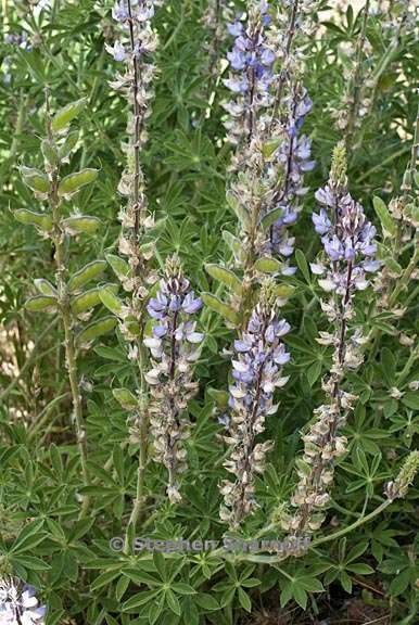 Lupinus formosus var. robustus