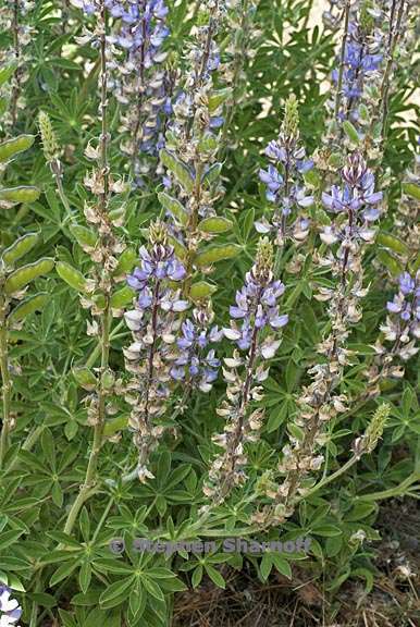 Lupinus formosus var. robustus