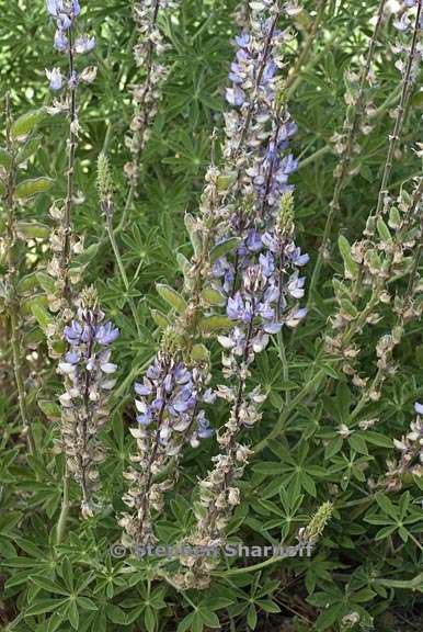 Lupinus formosus var. robustus