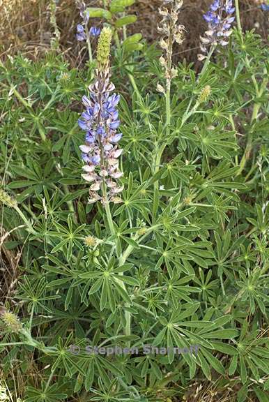 Lupinus formosus var. robustus