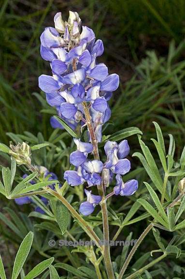 Lupinus fulcratus