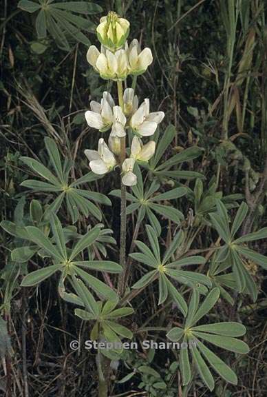 Lupinus microcarpus var. densiflorus