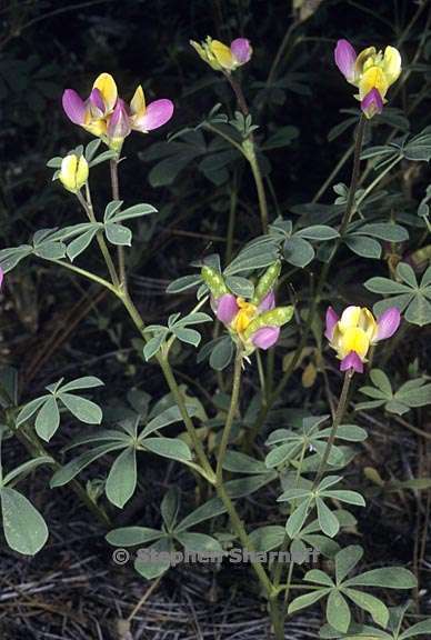 Lupinus stiversii