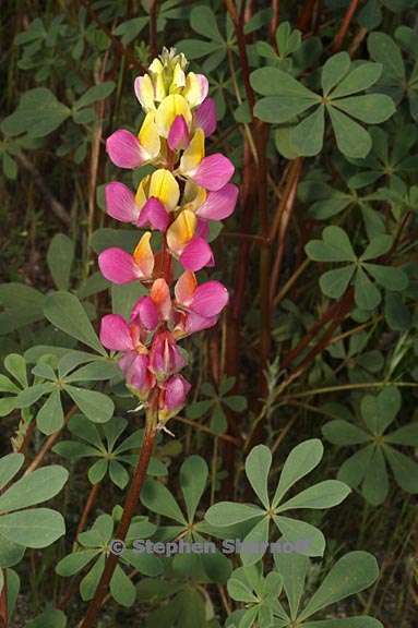Lupinus stiversii
