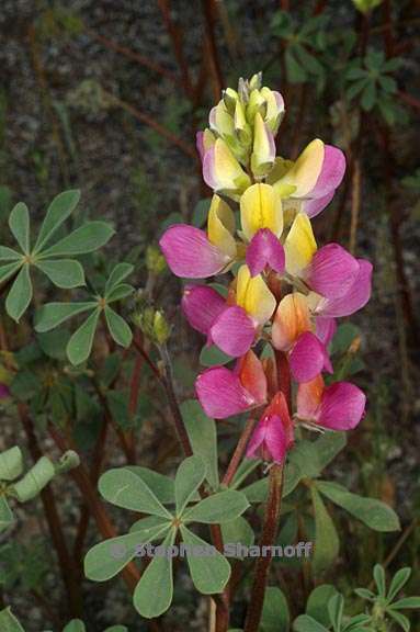 Lupinus stiversii