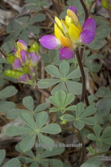 Lupinus stiversii