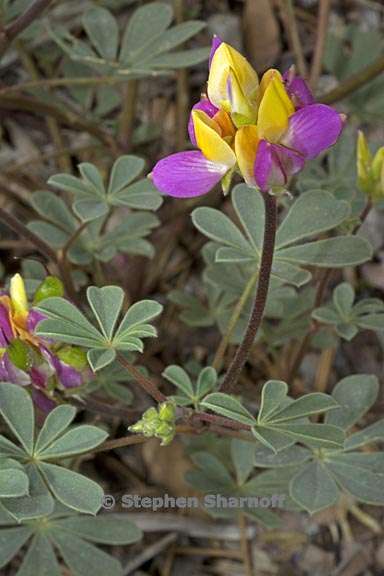 Lupinus stiversii