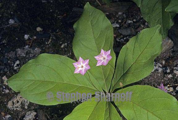 Lysimachia latifolia