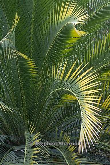 Macrozamia moorei