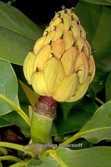 Magnolia tamaulipana