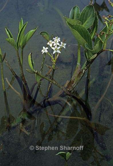 Menyanthes trifoliata