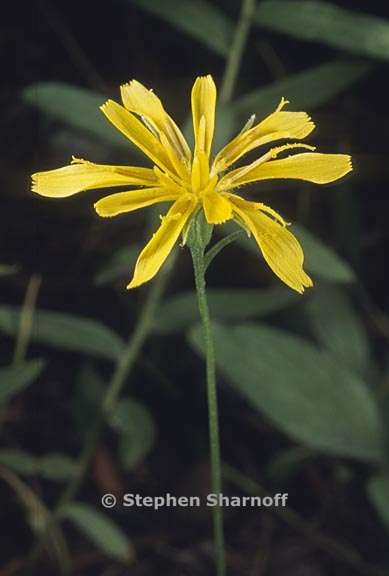Microseris nutans