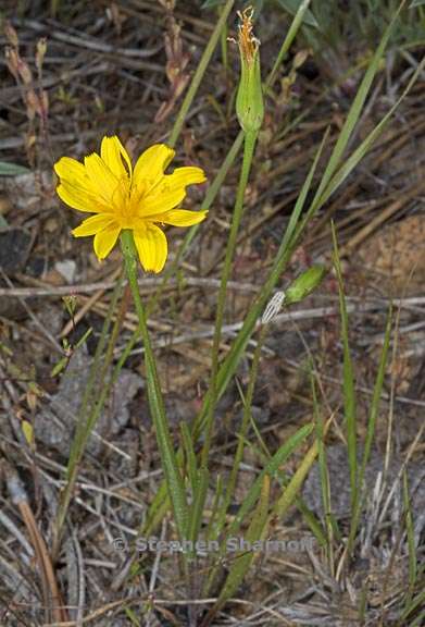 Microseris nutans