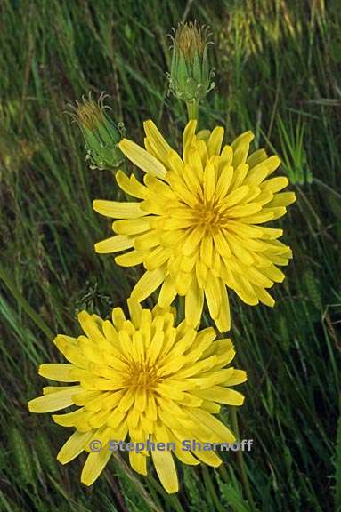 Microseris sylvatica