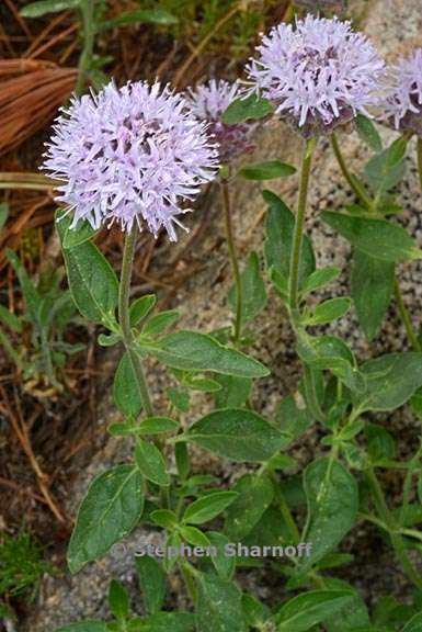 Monardella odoratissima ssp. pallida
