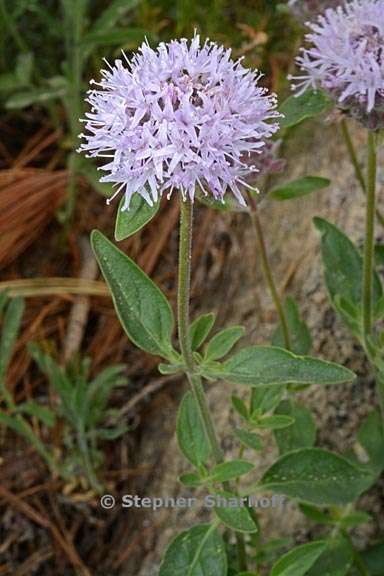 Monardella odoratissima ssp. pallida