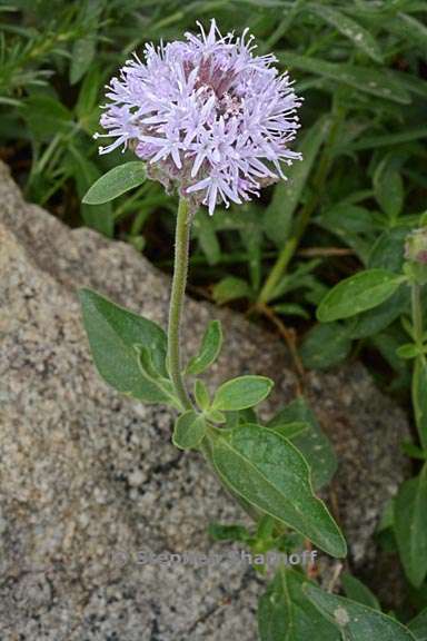 Monardella odoratissima ssp. pallida