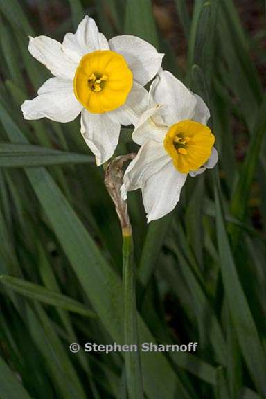 Narcissus tazetta var. orientalis