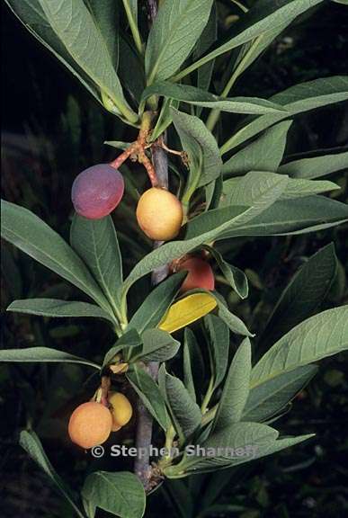 Oemlaria cerasiformis