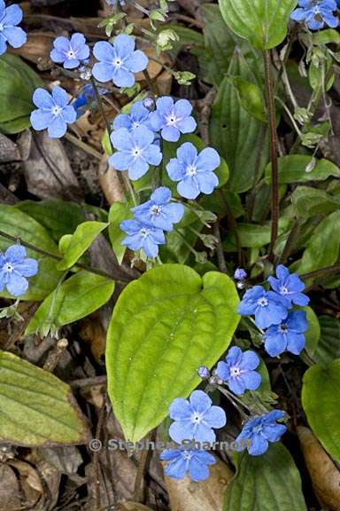 Omphalodes cappadocica