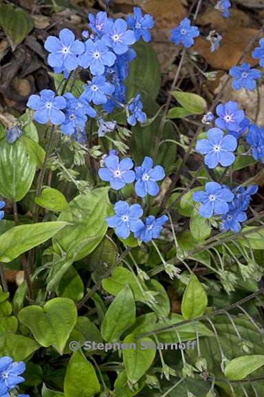 Omphalodes cappadocica