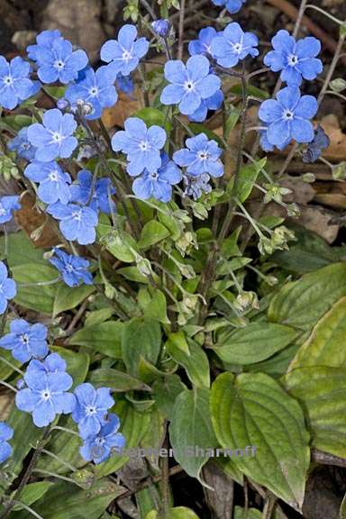 Omphalodes cappadocica