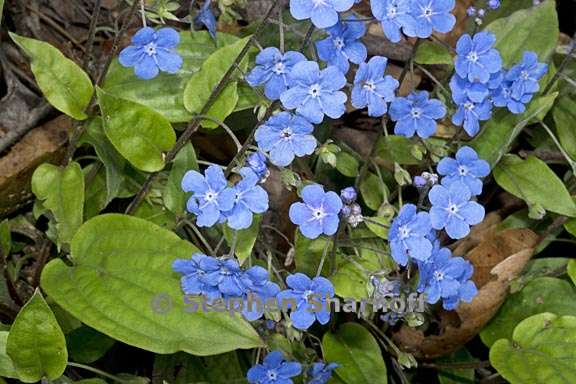 Omphalodes cappadocica