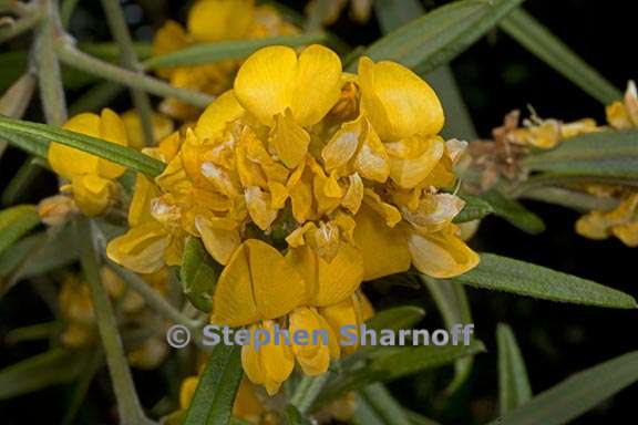 Oxylobium robustum