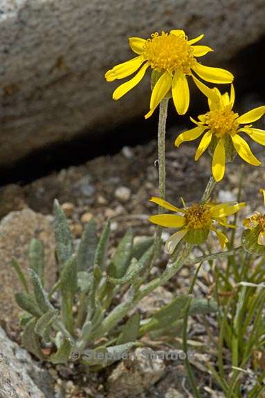 Packera werneriifolia