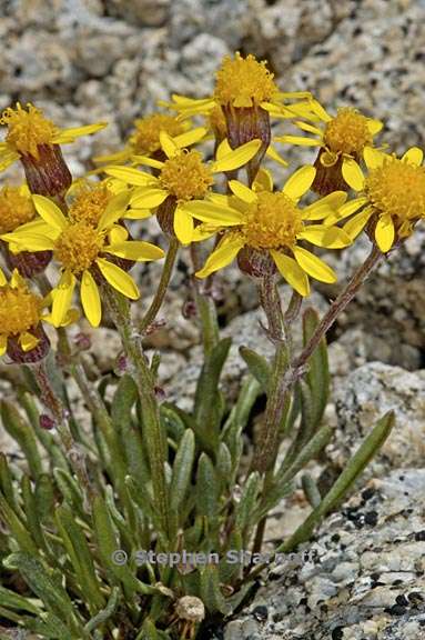 Packera werneriifolia