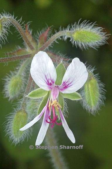 Pelargonium tomentosum