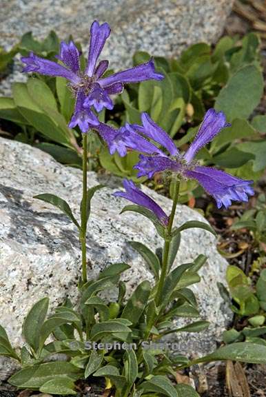 Penstemon heterodoxus