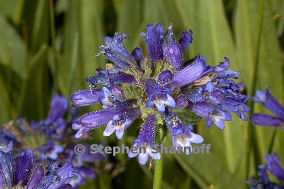 Penstemon heterodoxus
