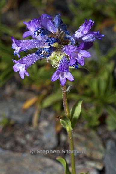 Penstemon heterodoxus