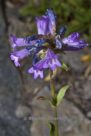 Penstemon heterodoxus