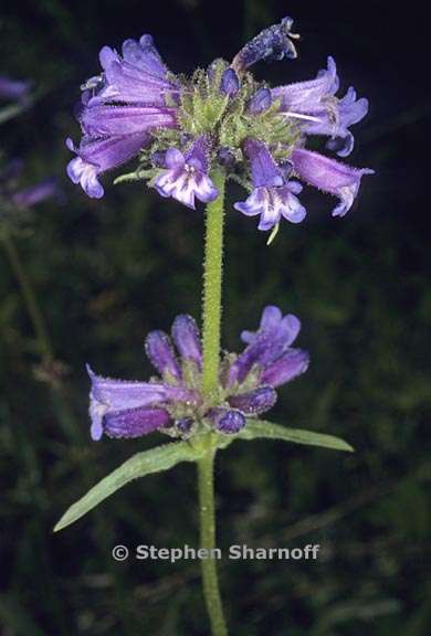 Penstemon heterodoxus var. heterodoxus