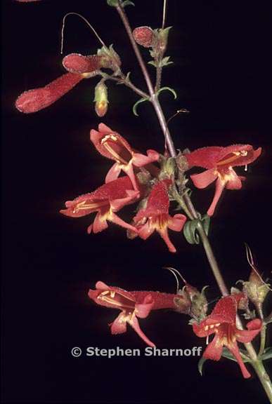 Penstemon rostriflorus