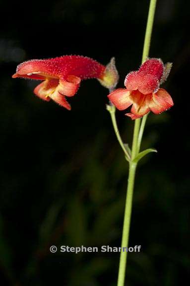 Penstemon rostriflorus