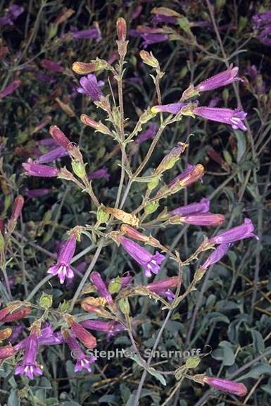 Penstemon sp.