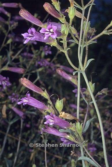 Penstemon sp.