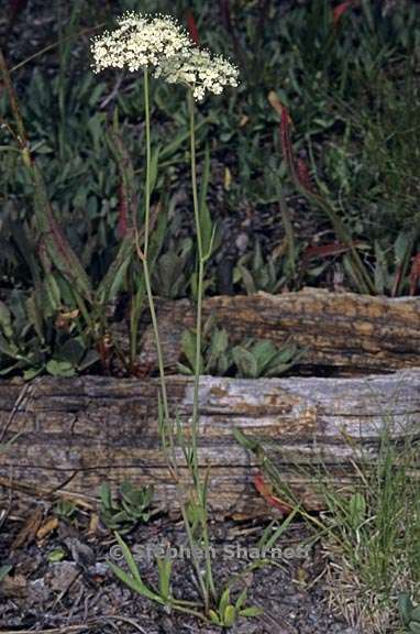 Perideridia lemmonii