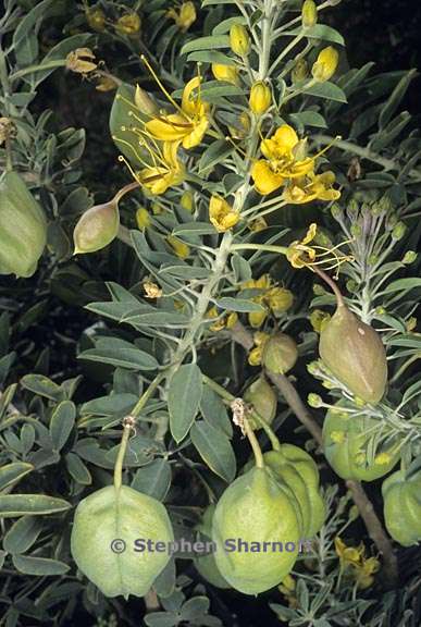 Peritoma arborea