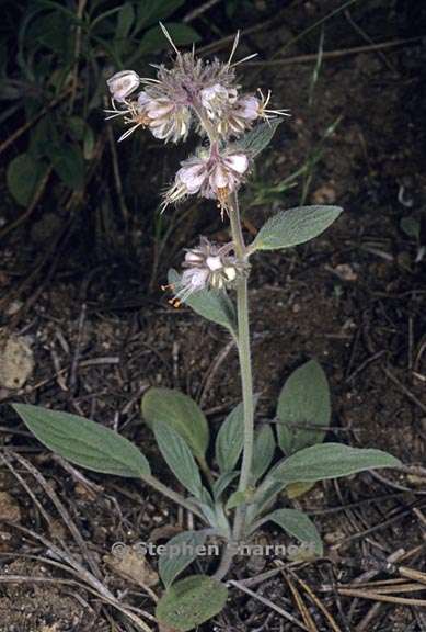 Phacelia hastata