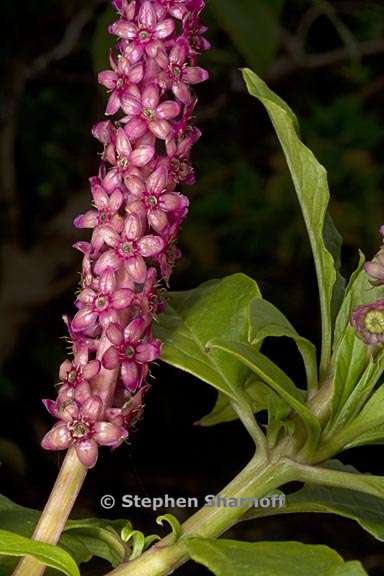 Phytolacca americana