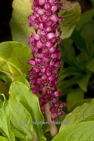 Phytolacca americana