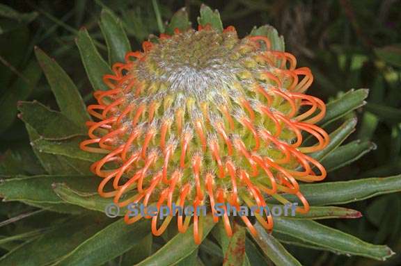 Protea obtusifolia